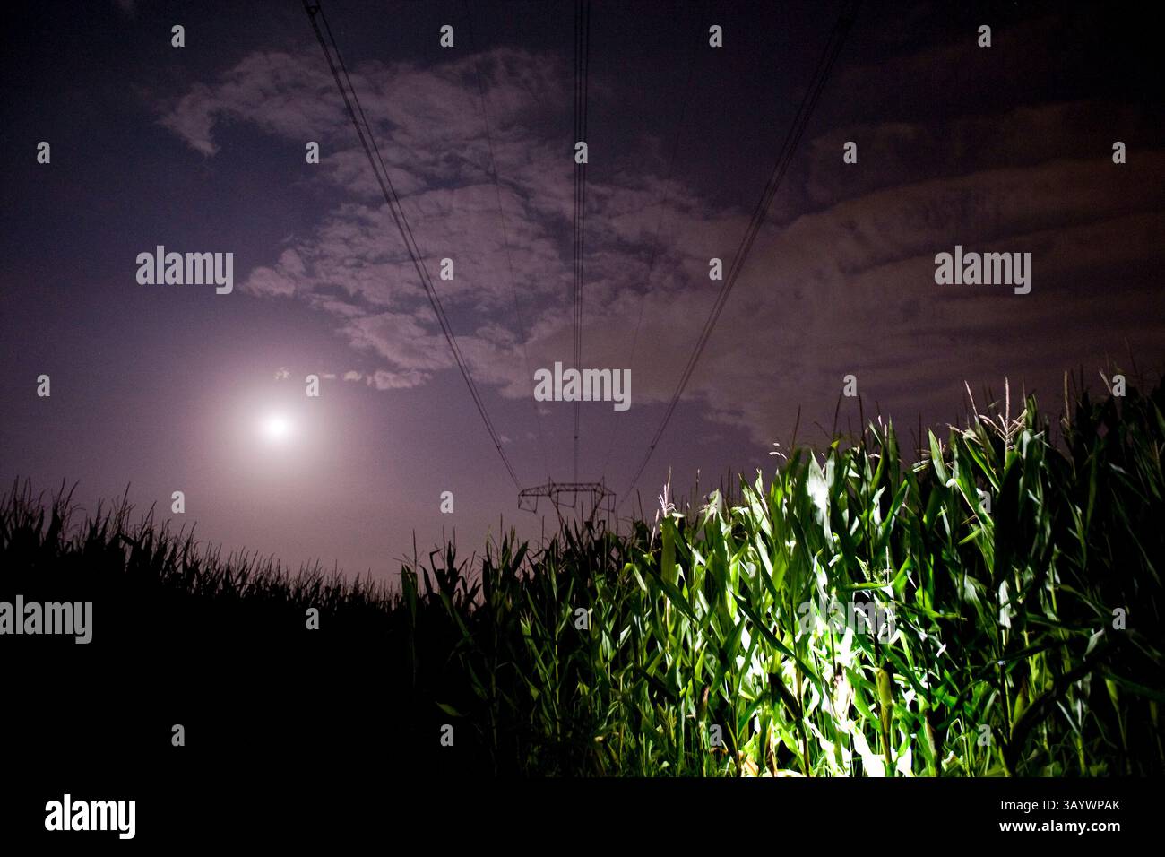 Italy, Cuggiono, Andrea Tenconi farmer Stock Photo - Alamy