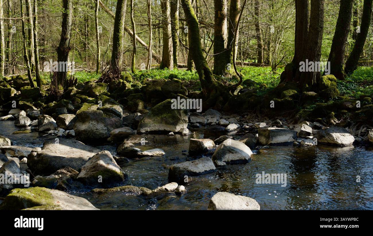 Mossy rocks in a forest in spring hi-res stock photography and images ...