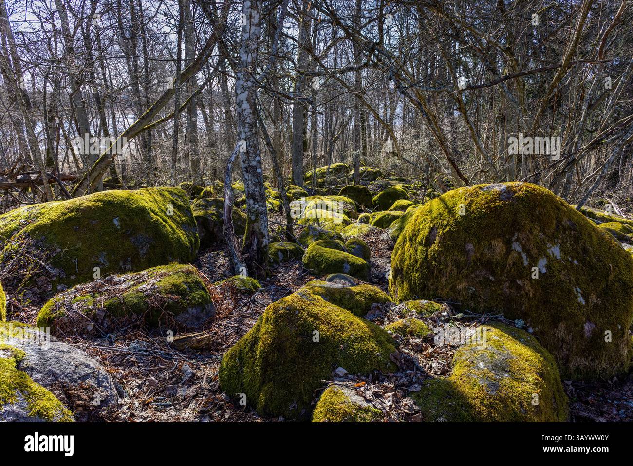 Moss covered rock ocean hi-res stock photography and images - Alamy