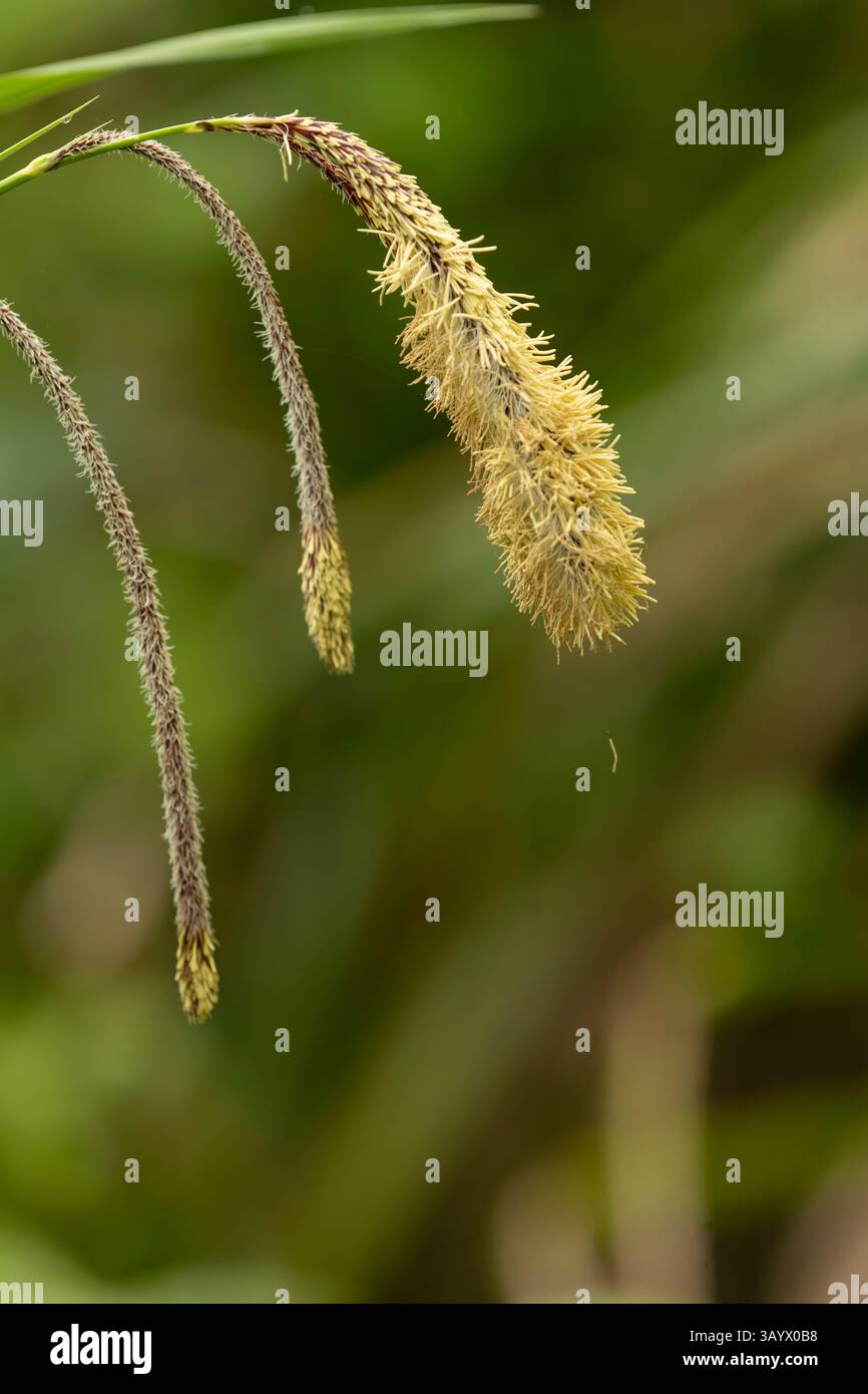 Pendulous Sedge: Carex pendula. Dorset, UK Stock Photo - Alamy