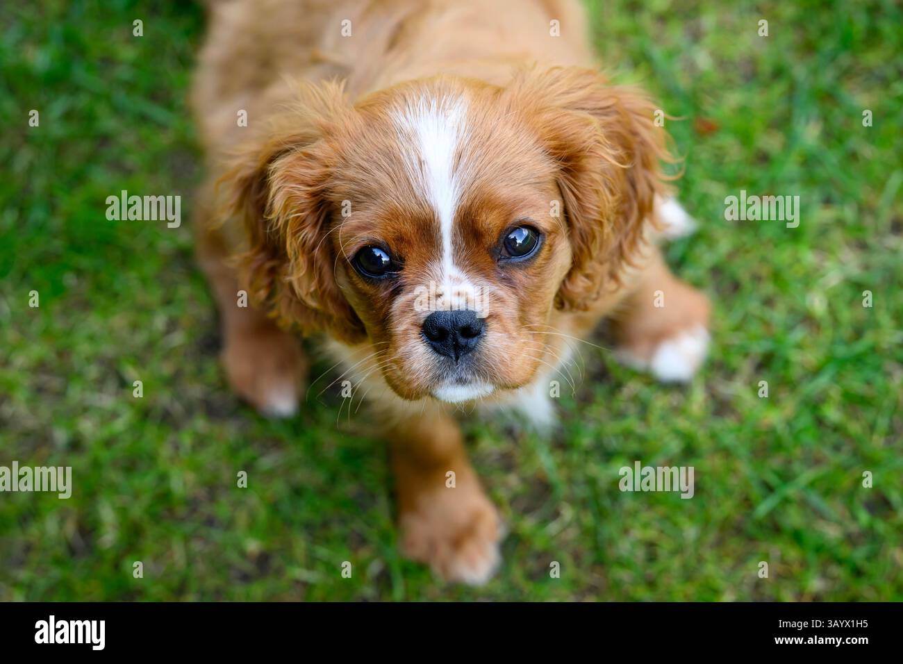 Ruby Cavalier King Charles Spaniel Playing in a garden Stock Photo - Alamy