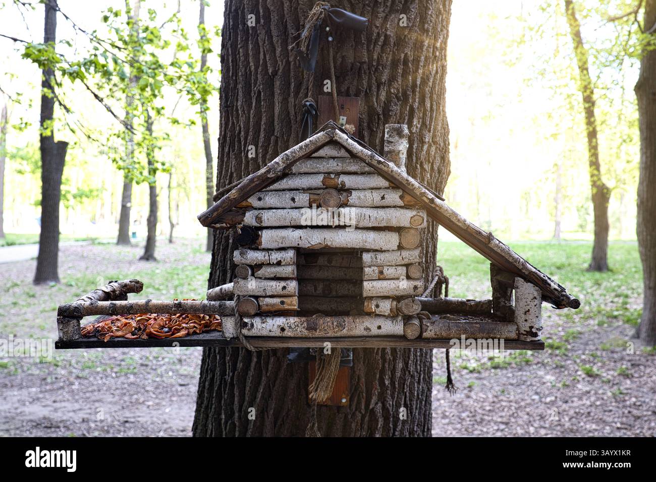 Wooden bird house in a summer forest landscape Stock Photo - Alamy