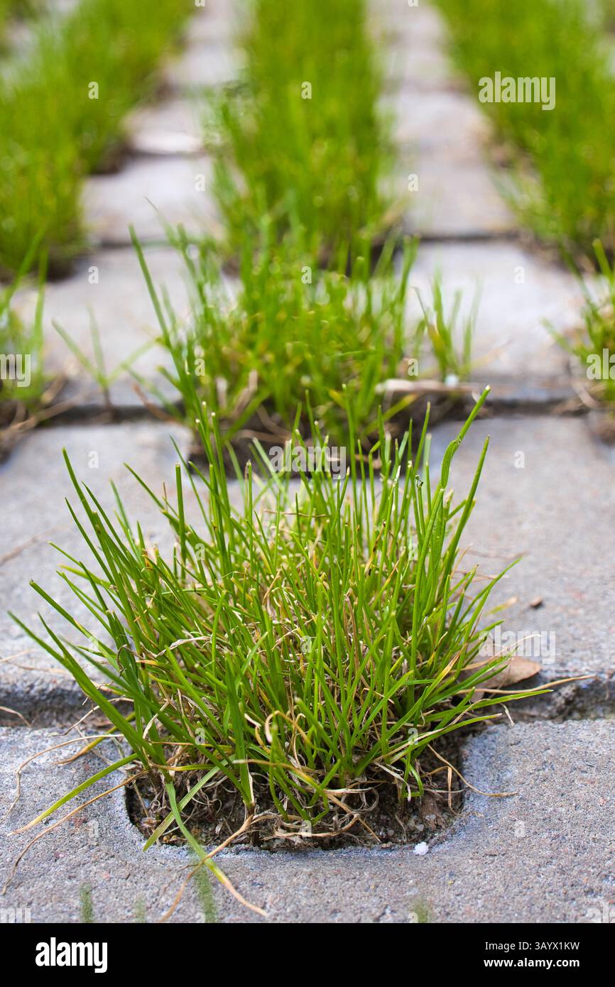 Green moss grass create hi-res stock photography and images - Alamy