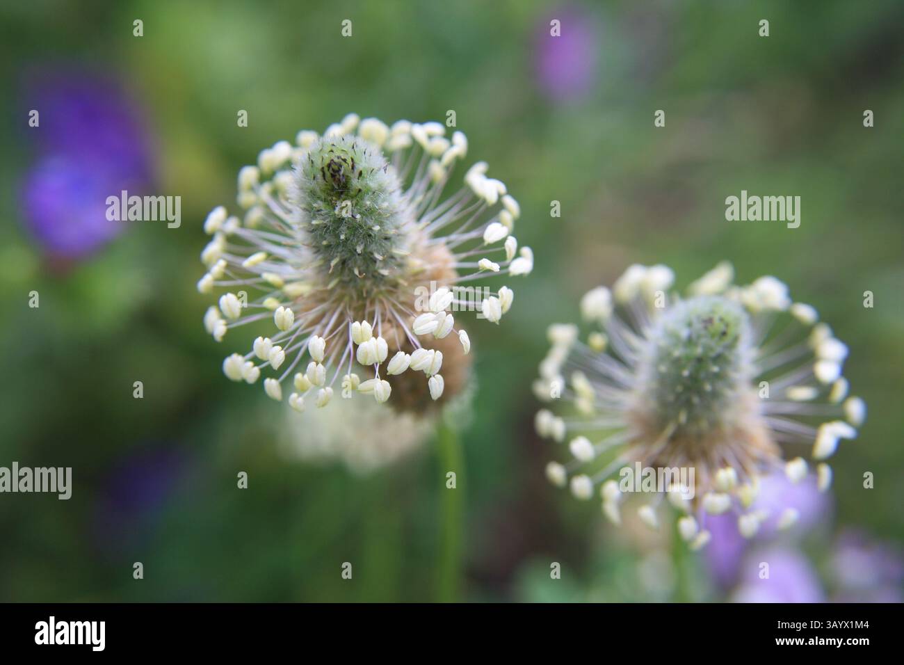 Wildflower weed plant dew hi-res stock photography and images - Alamy