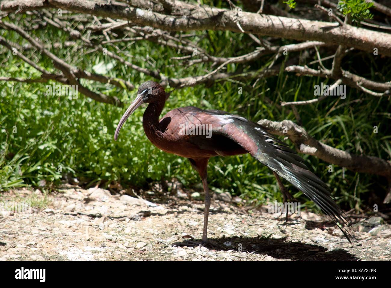 The Glossy Ibis has a distinctive long, downwards curved bill that is ...
