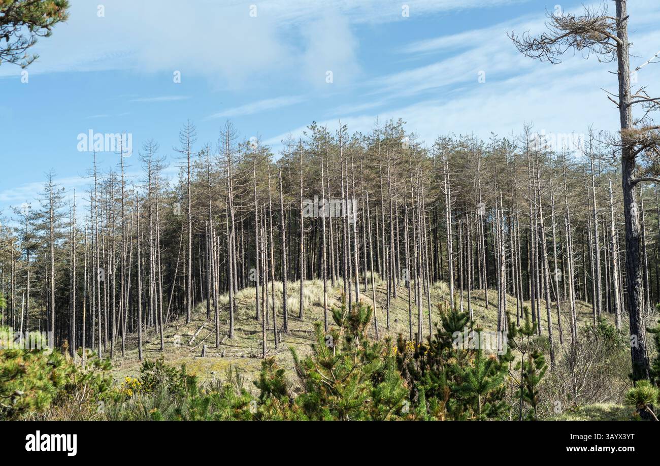 A view of Newborough forest from the beach path, Anglesey, North Wales ...