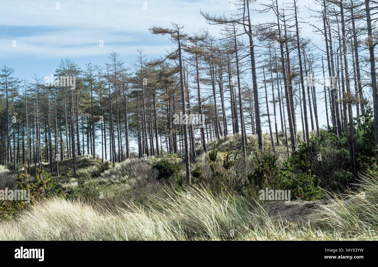 A view of Newborough forest, Anglesey, North Wales, UK. Taken on 30th ...