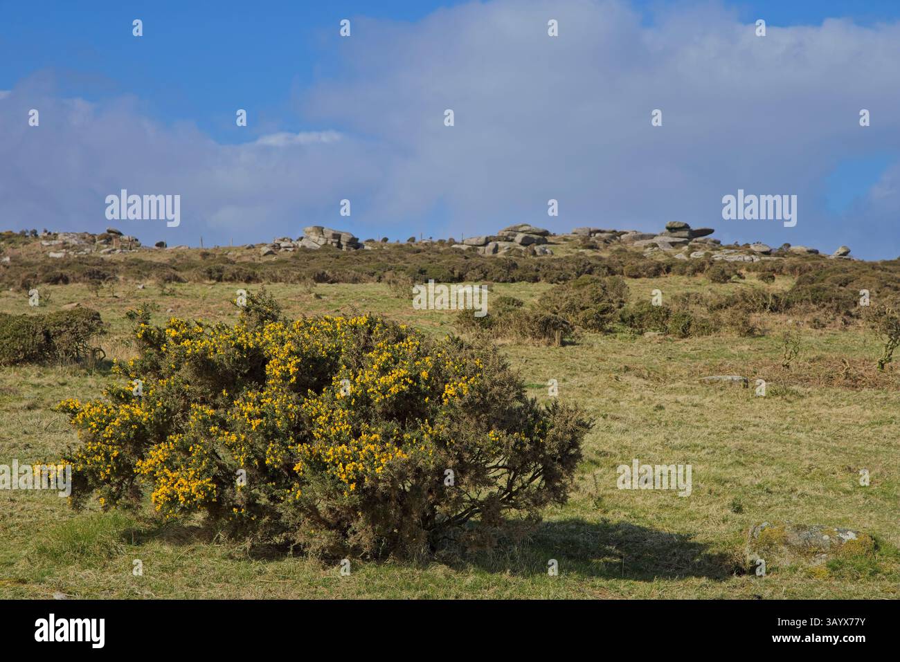 Moorland at Rosewall Hill, west Cornwall, part of the Penwith Moors ...