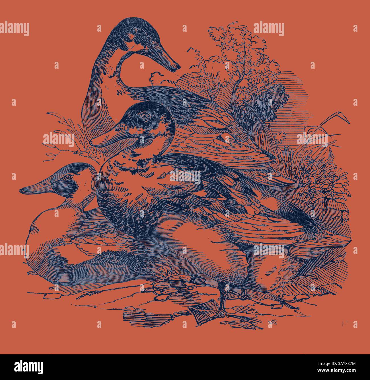 Three ducks are depicted in a detailed illustration, showcasing their ...