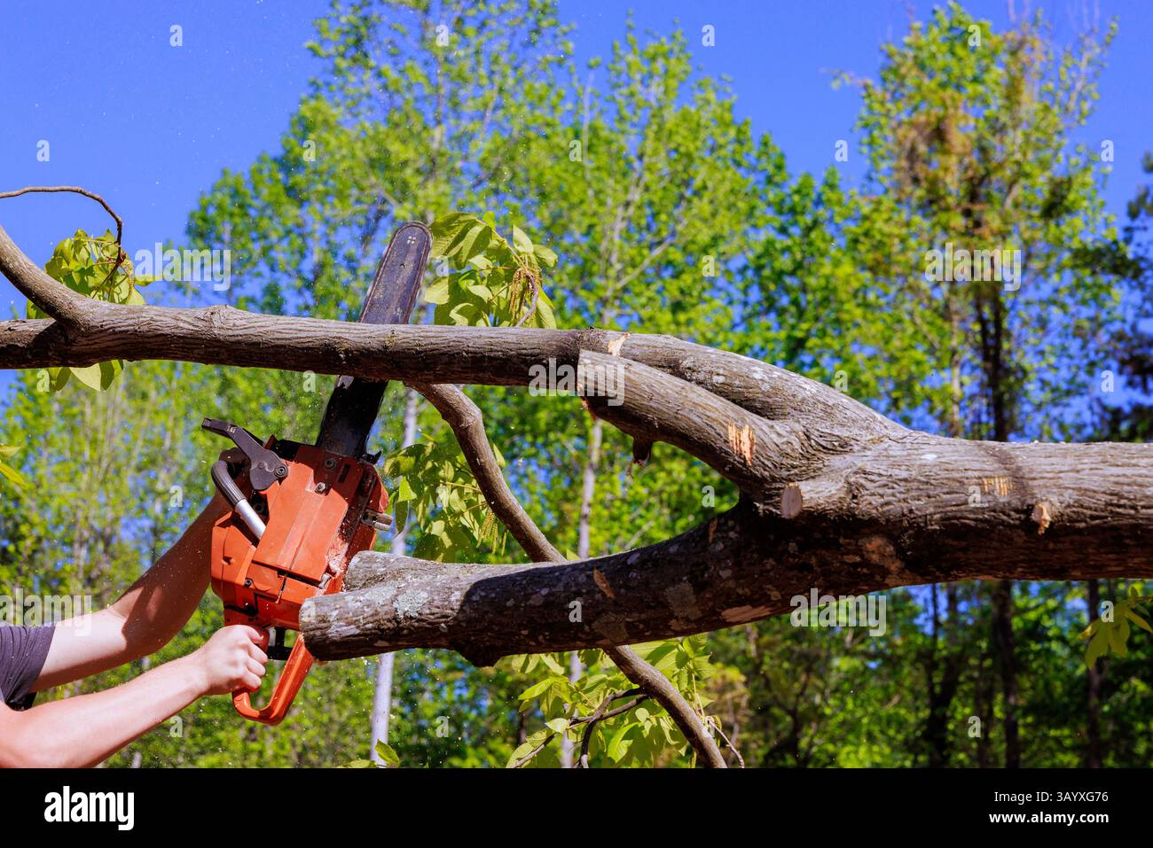 Contractor uses chainsaw to cut into tree stump in forested area after ...