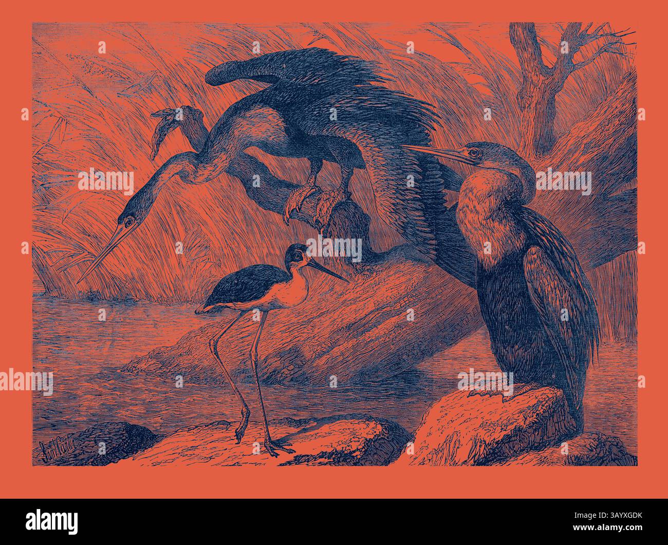 Third variety stands hi-res stock photography and images - Alamy