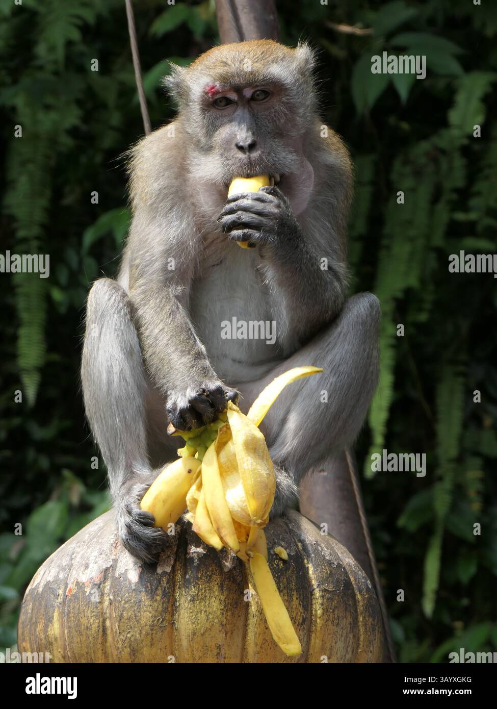 The hungry monkey hi-res stock photography and images - Alamy
