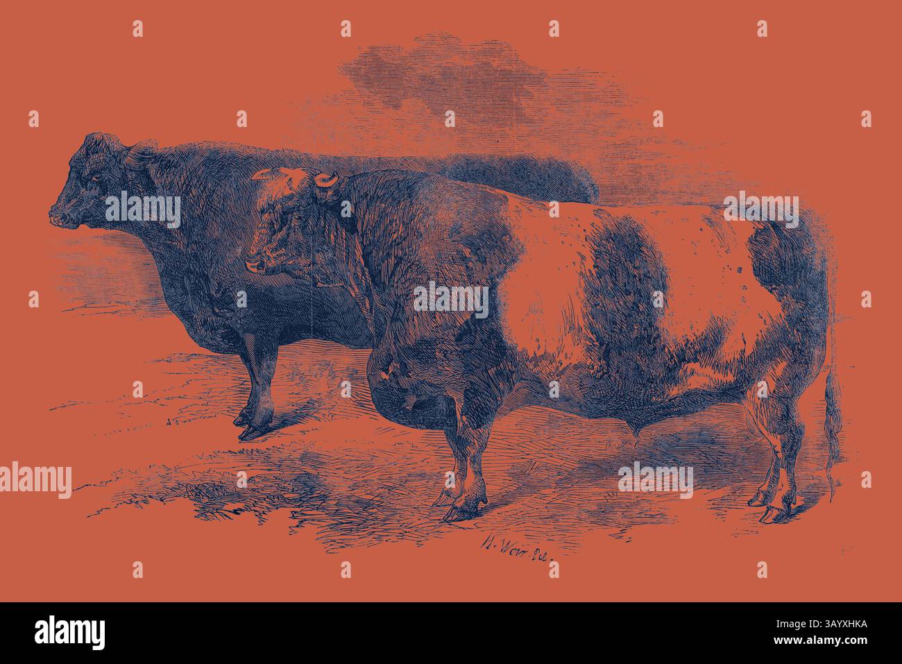 Sturdy forms hi-res stock photography and images - Alamy