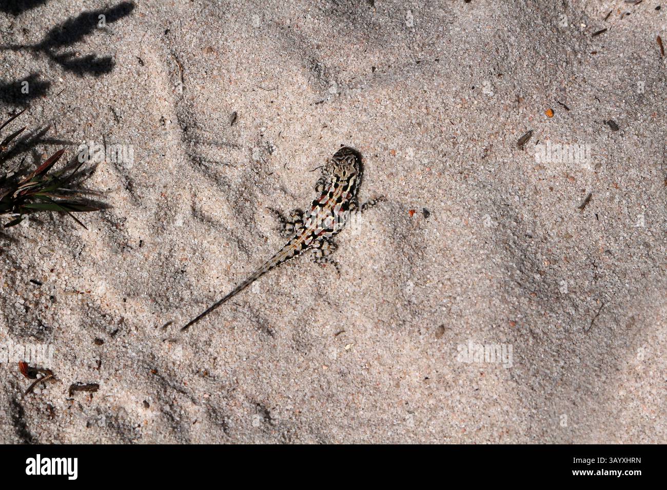 Western heath dragon hi-res stock photography and images - Alamy