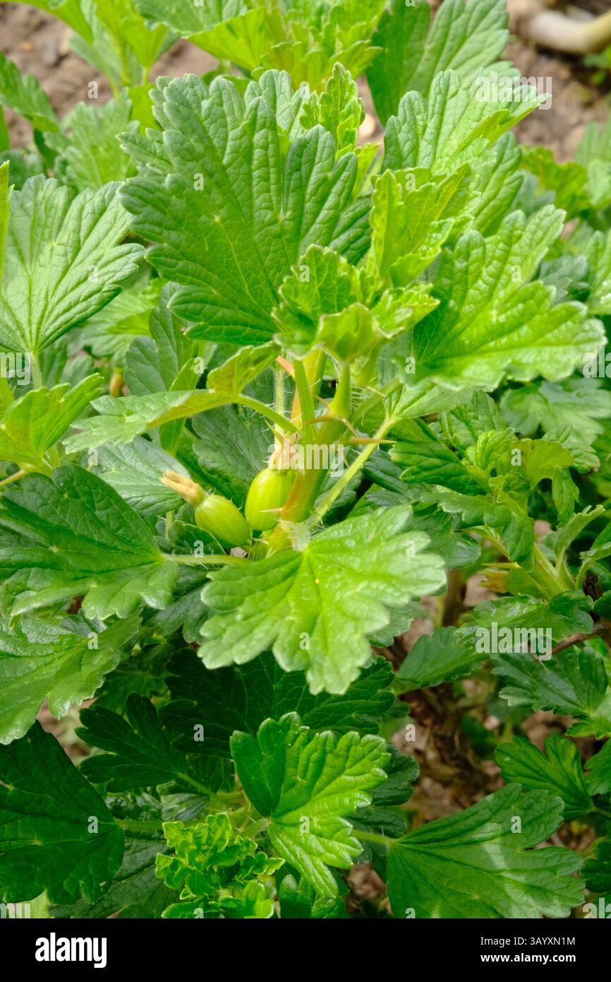 Invicta Gooseberry - Baby Gooseberries formed on bush in mid-spring in ...