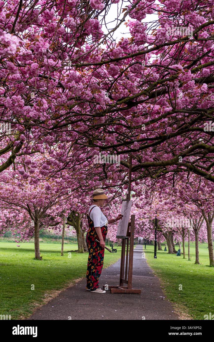 Harrogate, UK. 21st Apr, 2025. Local painter Kim Coley drawing and ...