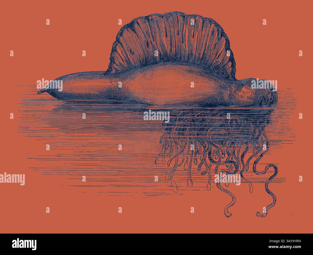 Prominent fin rests on hi-res stock photography and images - Alamy