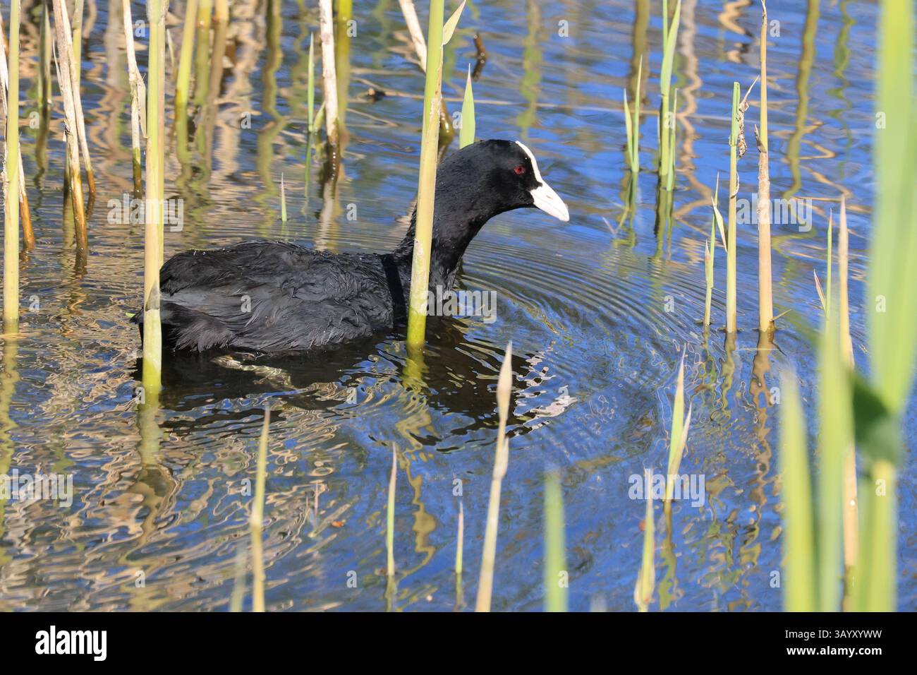 Coot, RSPB Conway, April 25 Stock Photo - Alamy