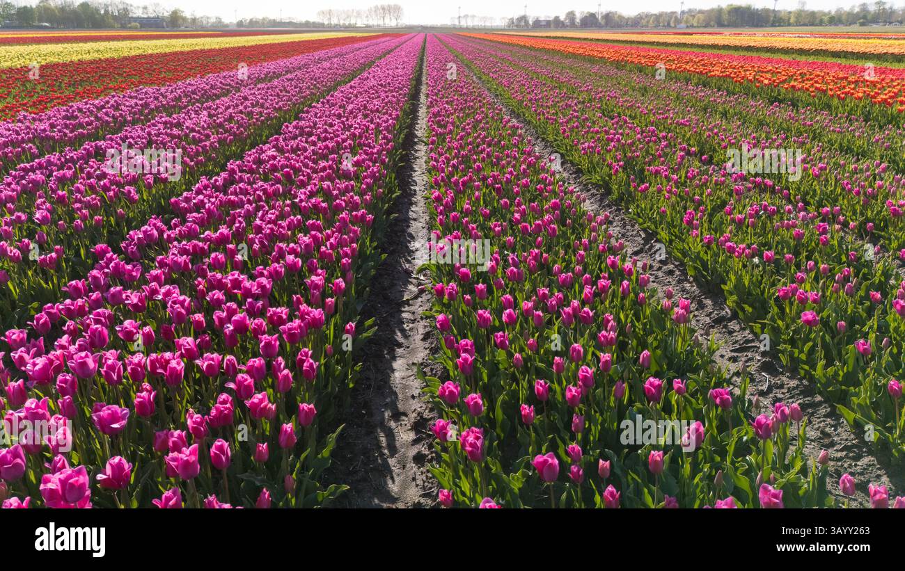 Explore the stunning landscape of flevoland hi-res stock photography ...