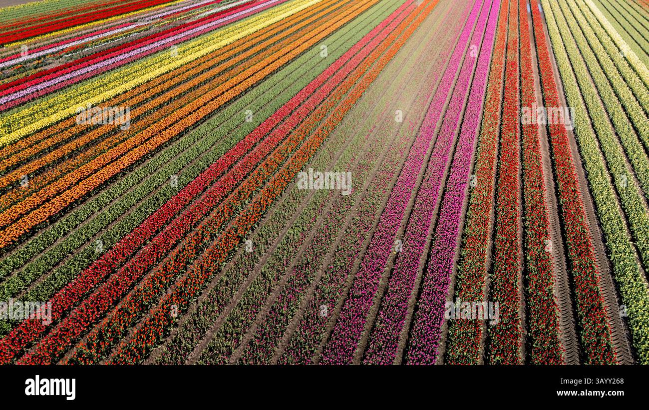 Wide view of colorful tulip fields in Flevoland, Netherlands, bursting ...