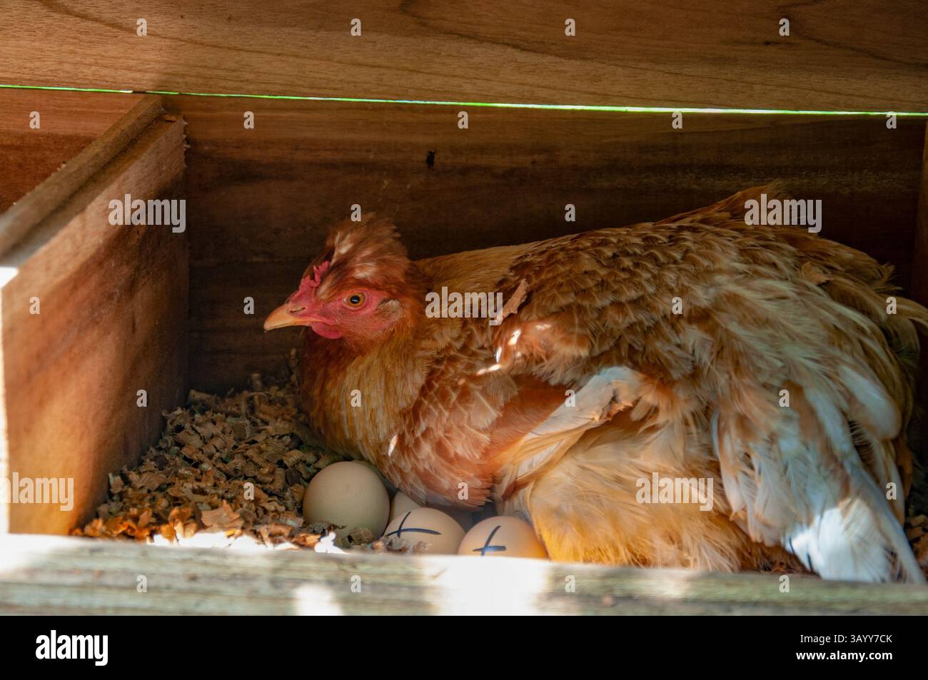 Brown hen sitting comfortably on eggs in a rustic wooden nesting box ...