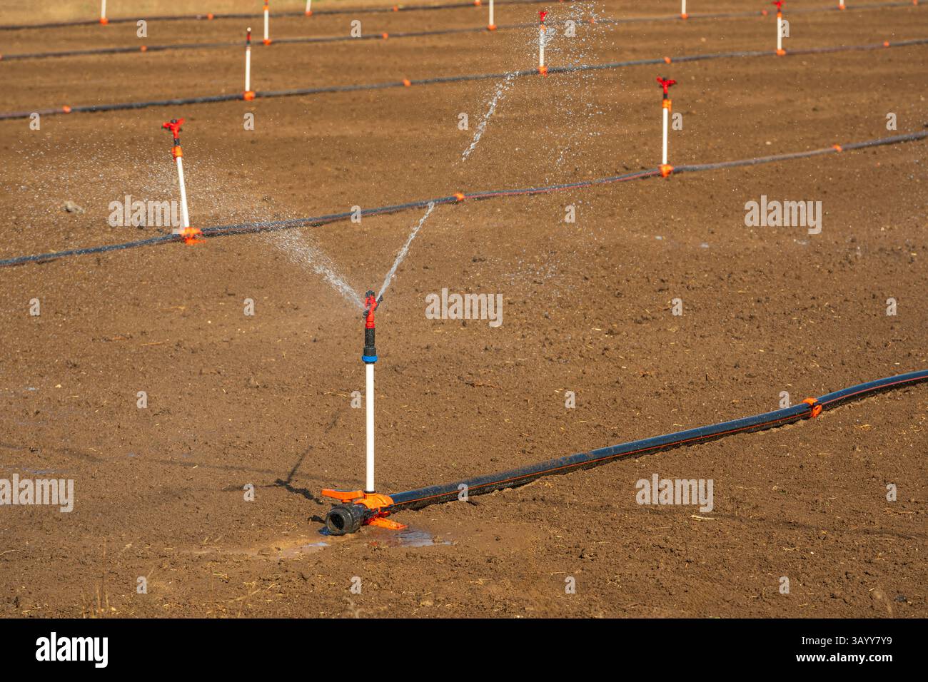 Automatic Sprinkler irrigation system watering in the vegetable farm ...