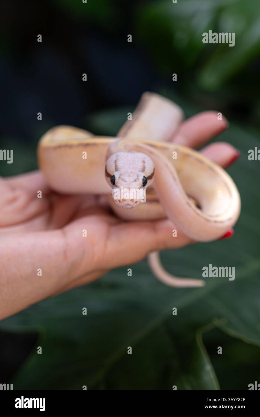 Baby ball python Puma Pastel morph in a woman's hand vertical Stock Photo - Alamy