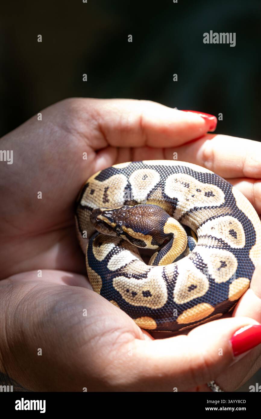 Baby ball python Mojave morph in a woman's hand top view vertical Stock ...