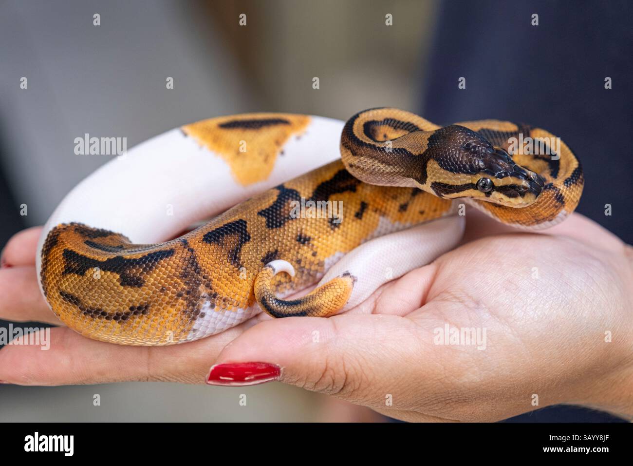 Baby Pied ball python in a woman's hand Stock Photo - Alamy