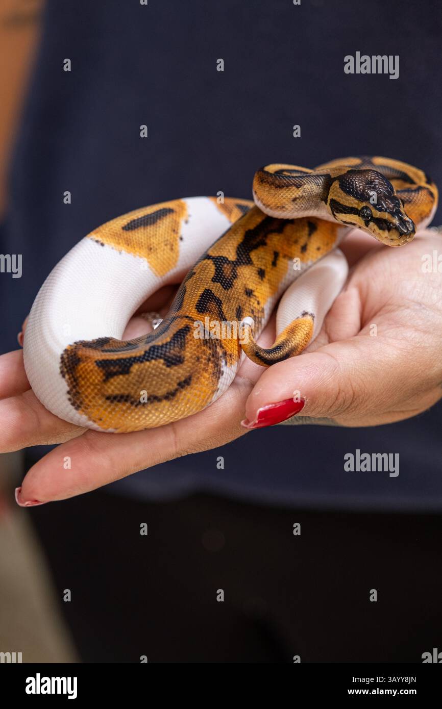 Baby Pied ball python in a woman's hand vertical Stock Photo - Alamy