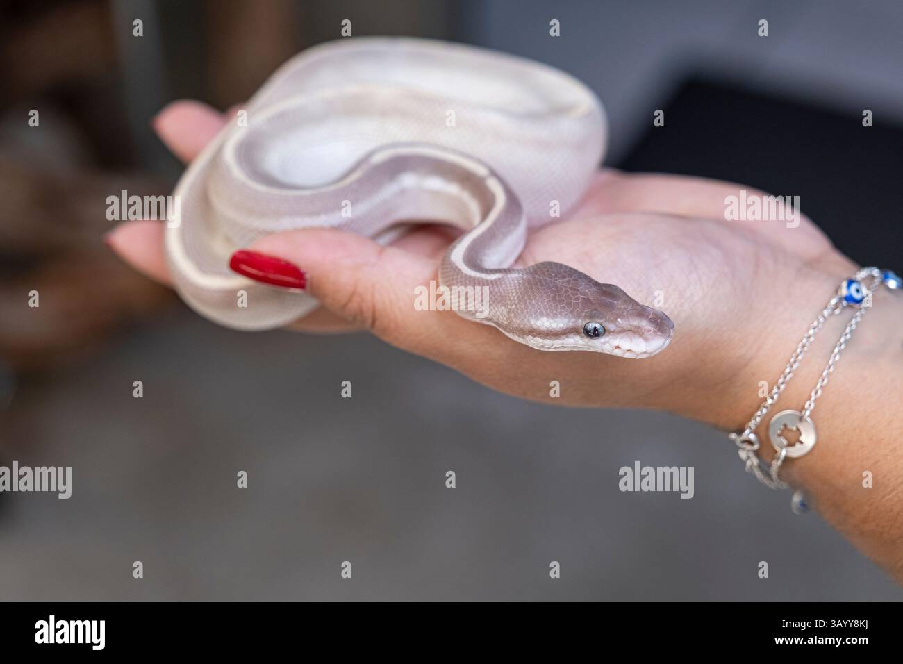 Baby ball python Mojave Lesser morph in a woman's hand Stock Photo - Alamy