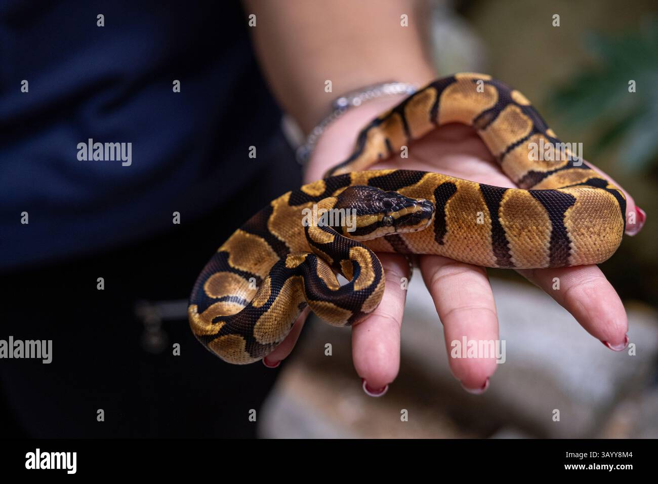 Baby ball python enchi morph hi-res stock photography and images - Alamy