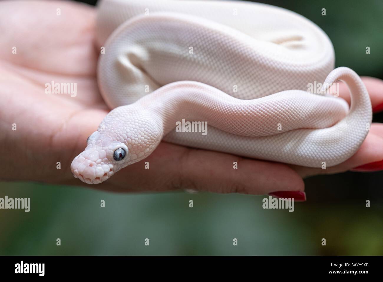 Baby ball python Lucy morph in a woman's hand Stock Photo - Alamy
