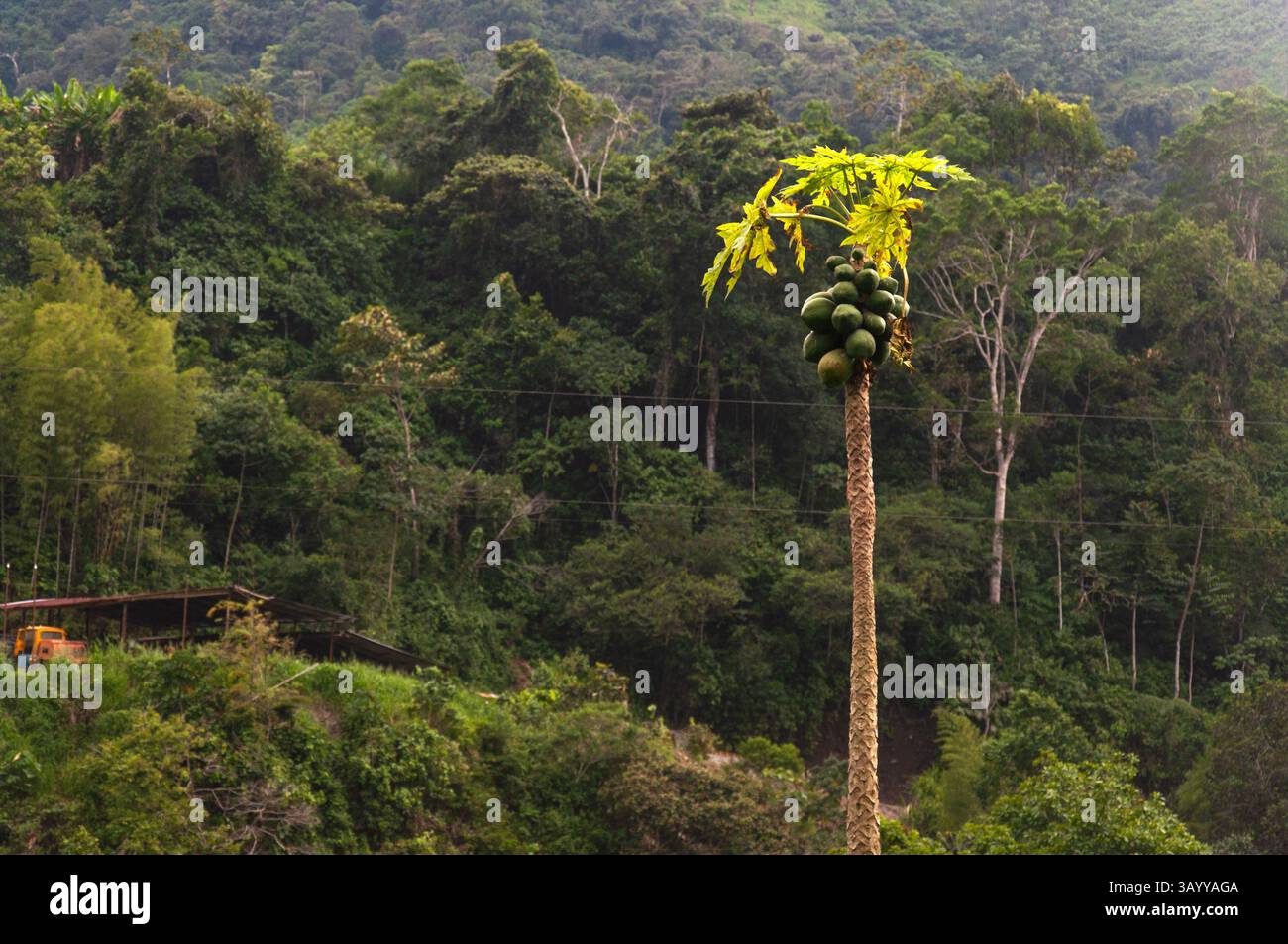 Papaya tree showcasing unripe fruits, thriving in front of a vibrant ...