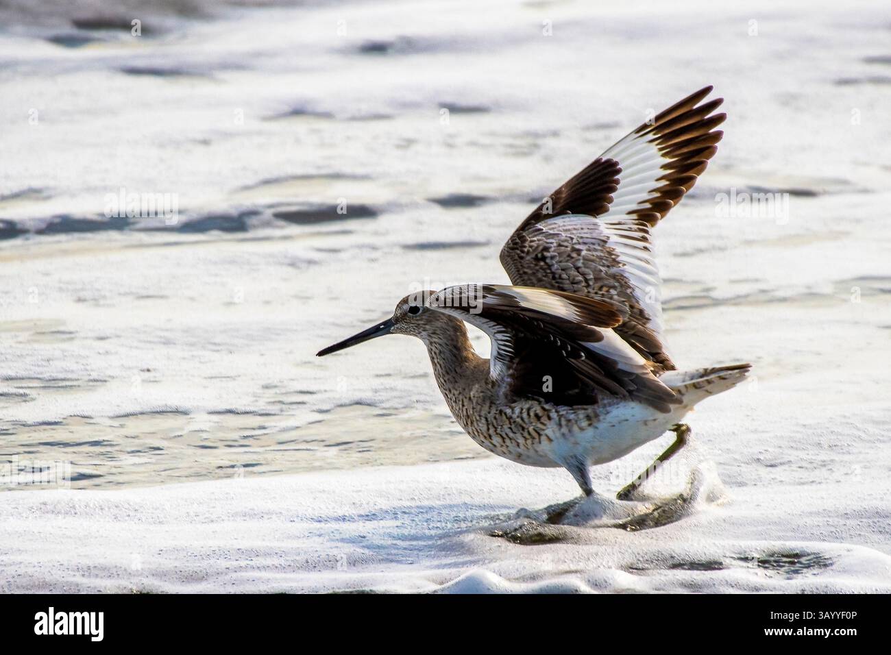 Seabirds in flight taking off Stock Photo - Alamy