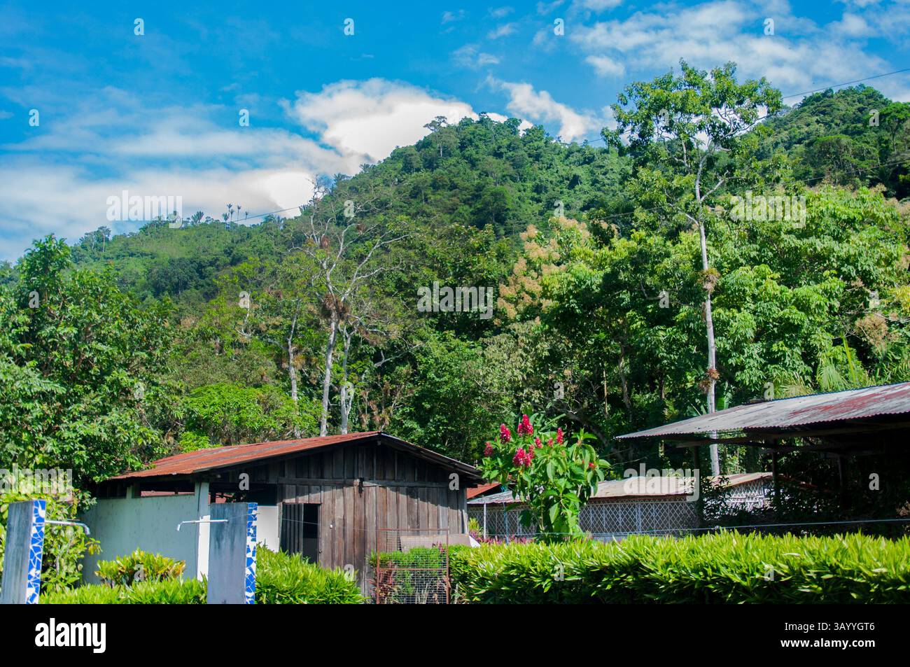 Lush vegetation surrounding rural houses in Boquete, Panama, under a ...