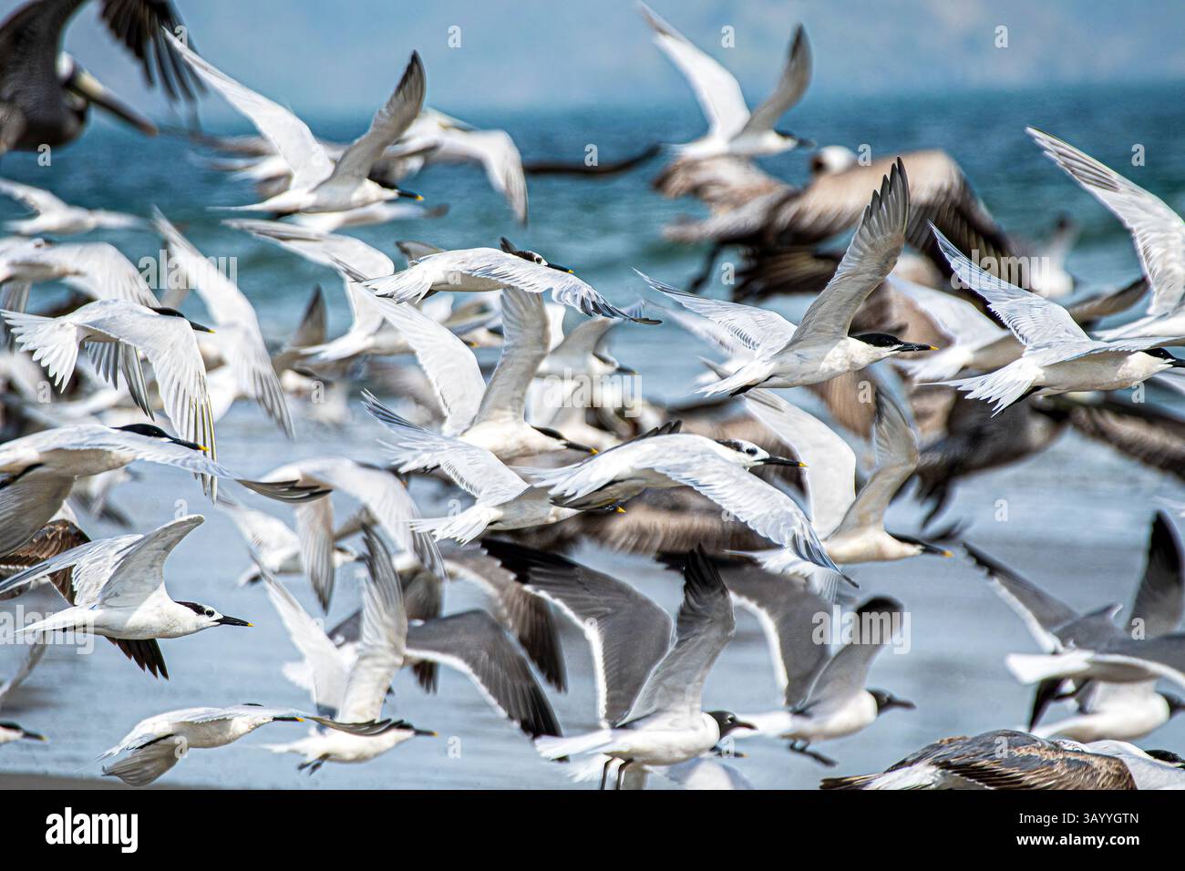 Flok of seabirds in flight close up Stock Photo - Alamy