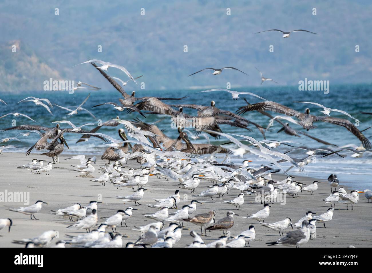 Flok of seabirds in flight Stock Photo - Alamy