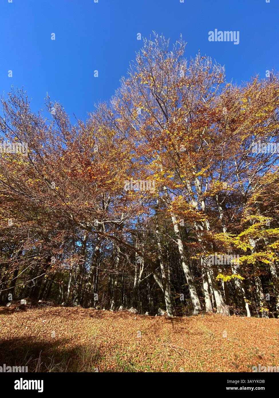 Beech trees displaying vivid autumn foliage contrasting deep blue sky ...