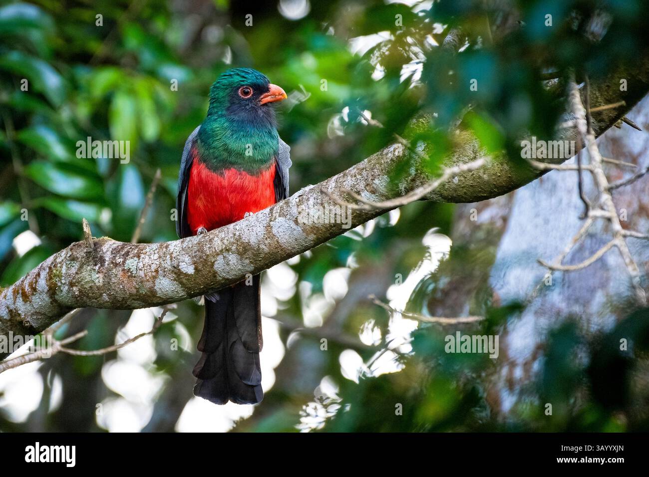 Trogon bird hi-res stock photography and images - Alamy