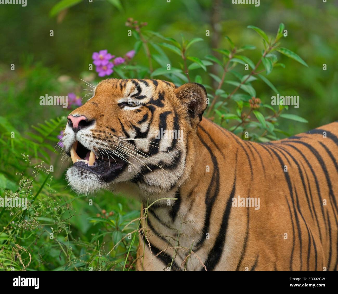 Malayan tiger photography hi-res stock photography and images - Alamy