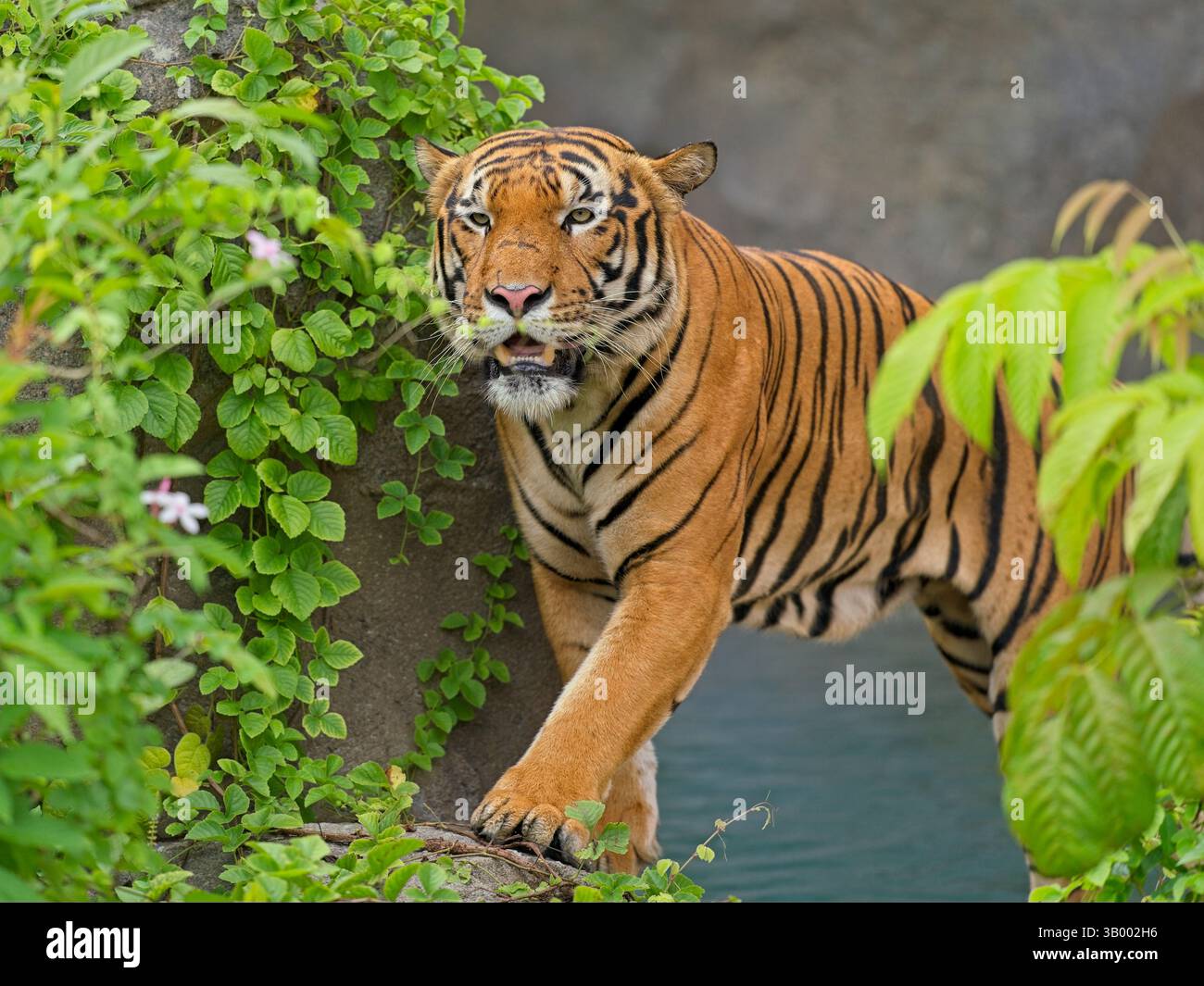 Malayan tiger hi-res stock photography and images - Alamy