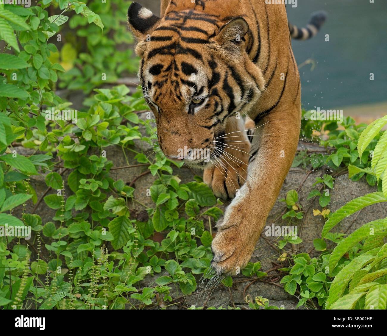 Close up malayan water hi-res stock photography and images - Alamy