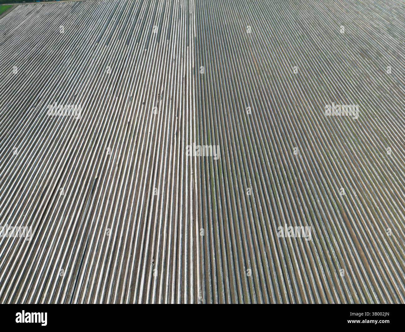 Kutzleben, Germany. 23rd Apr, 2025. A covered asparagus field at the ...