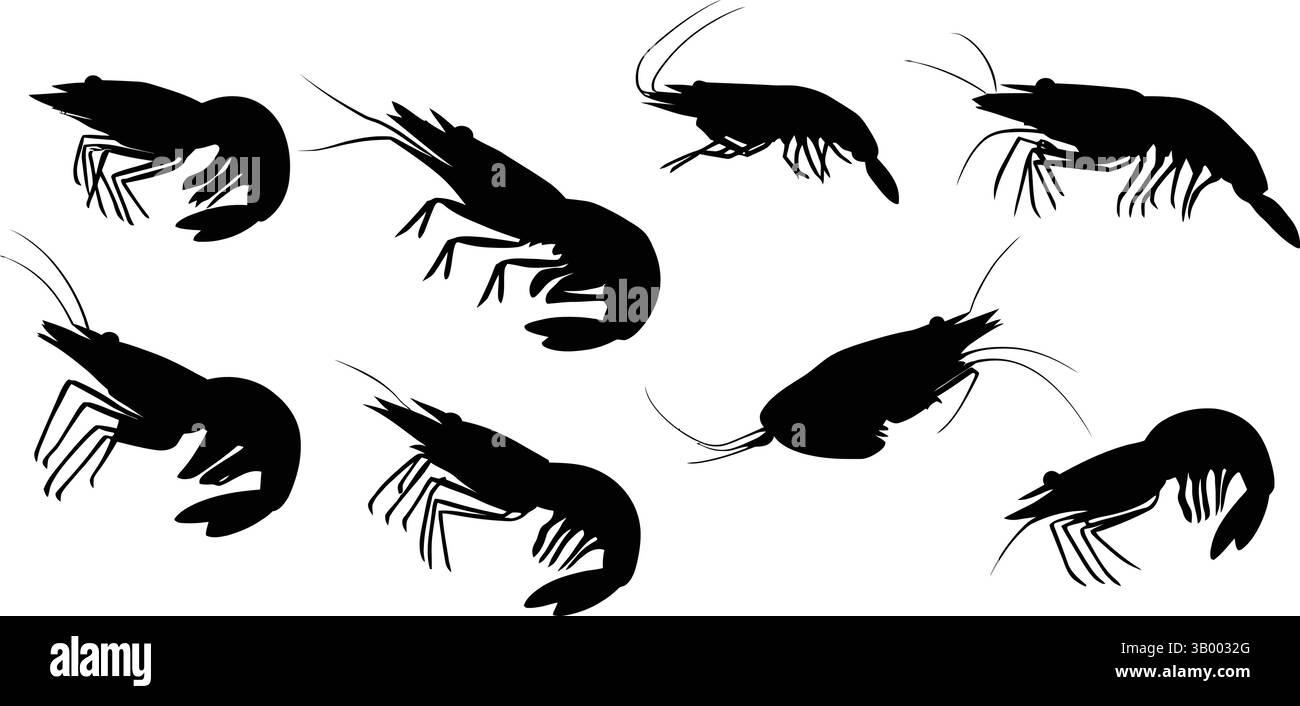 Silhouette depiction of several shrimp scattered across a white ...