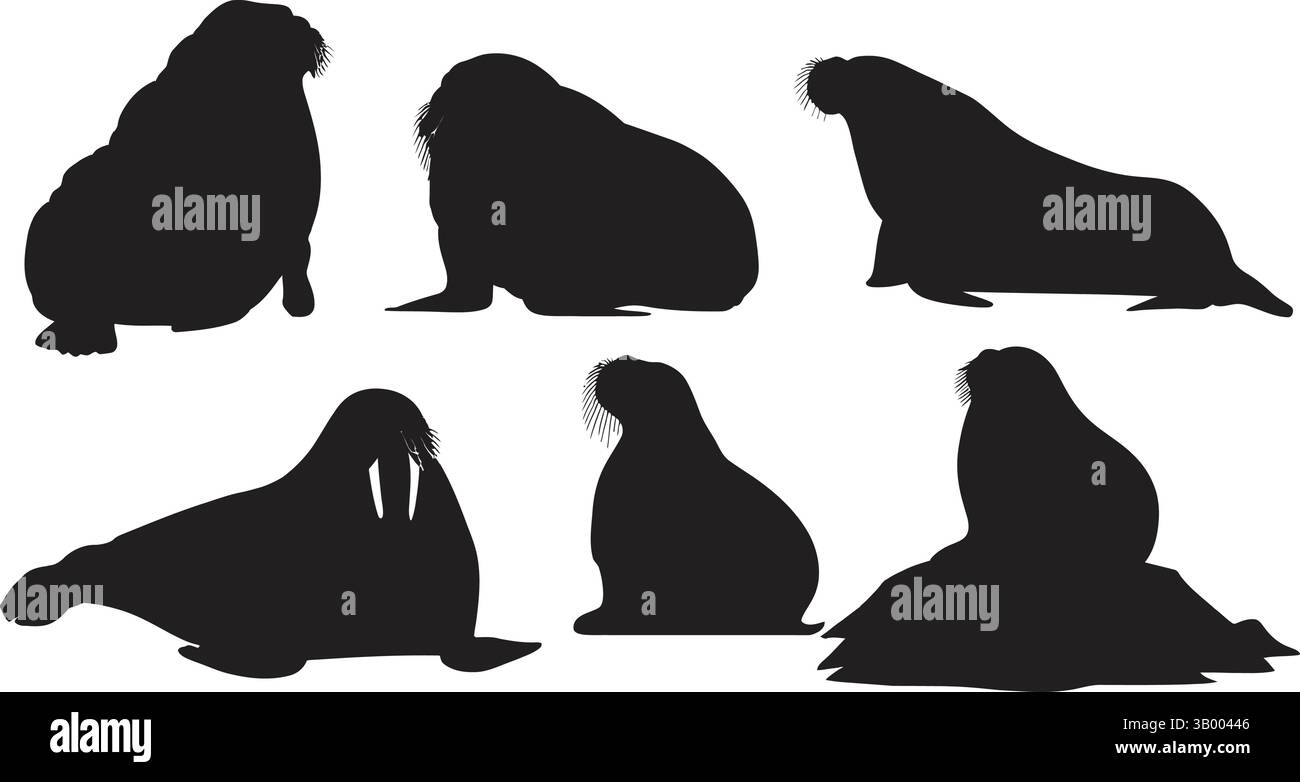 A collection of walrus silhouettes in various poses against a white ...