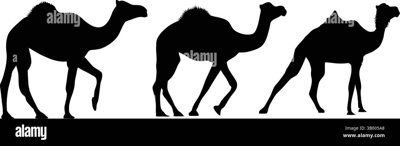Three camel silhouettes in a row against a white background showing ...
