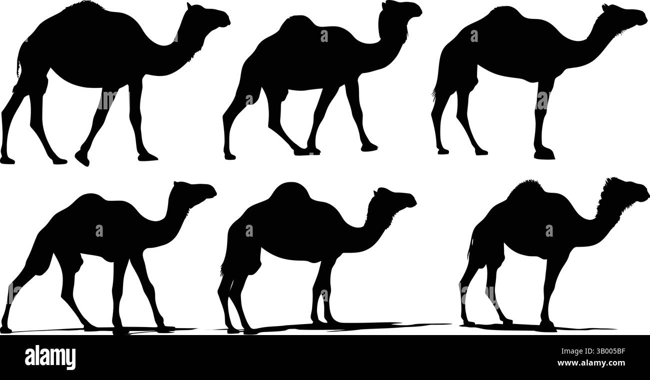 Six camel silhouettes in various walking poses against a plain white ...