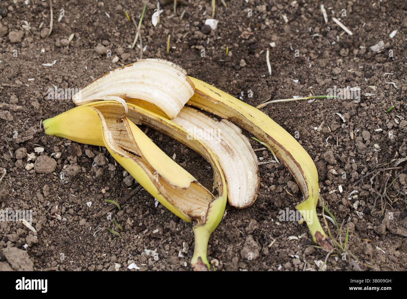 Domestic Compost with Food Waste, Banana peels on dirt, great ...