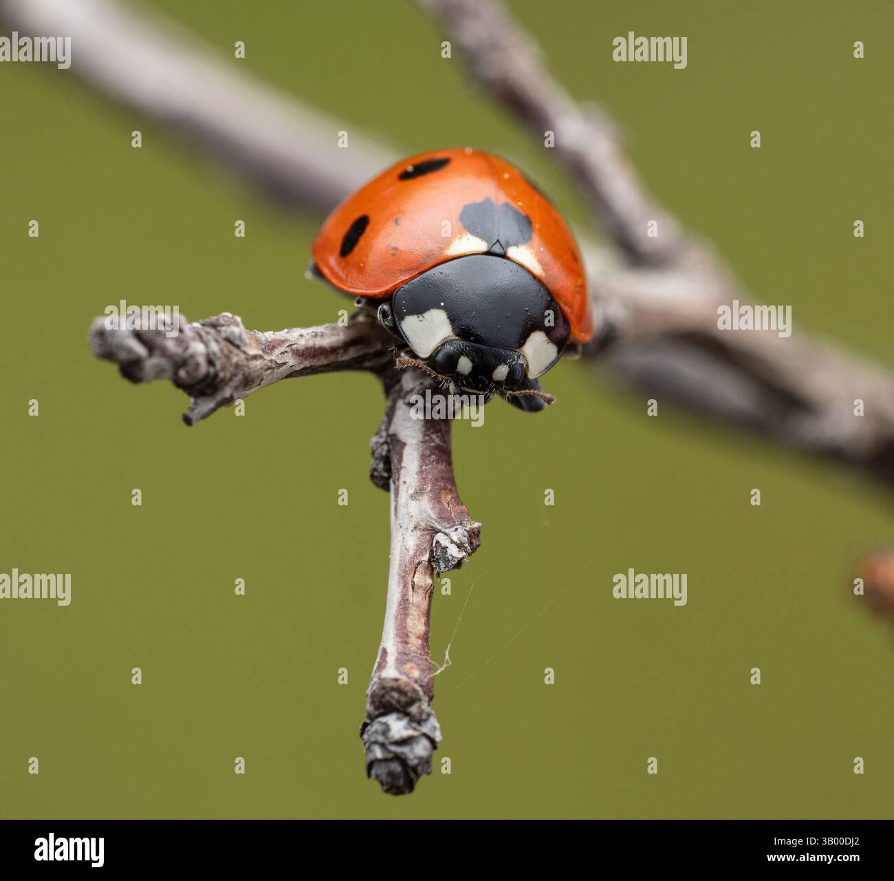 The image shows a ladybug with red wings and black spots. It is sitting ...